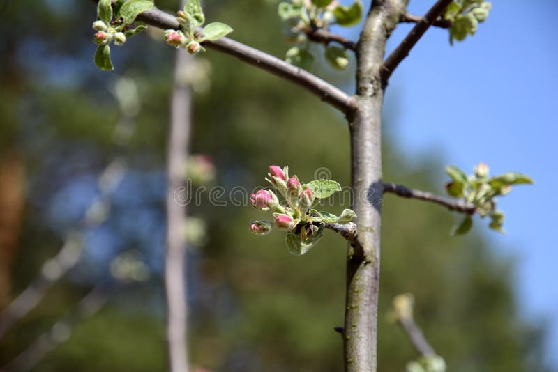 Early Spring in the Garden. the Buds of the Apple Tree are Opened ...
