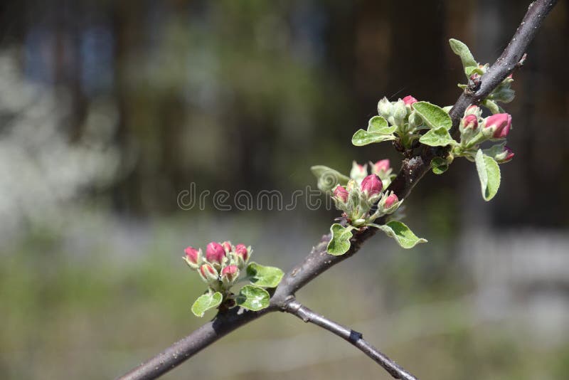 Early Spring in the Garden. the Buds of the Apple Tree are Opened ...