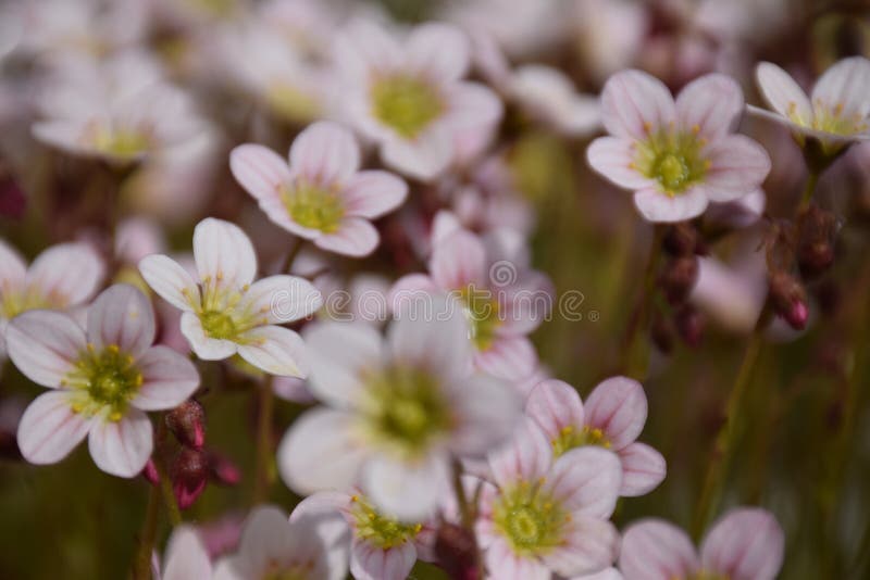 Early Spring Garden Flowers Stock Image - Image of tender, outdoors ...