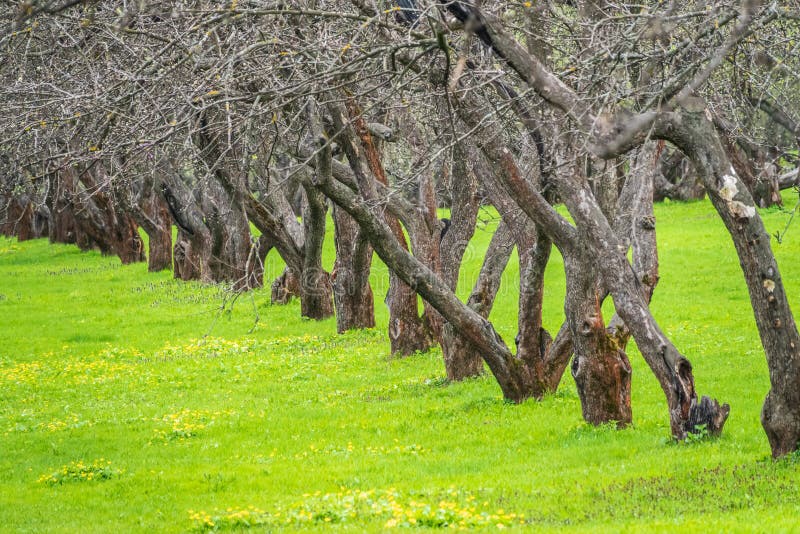 Early Spring in a Garden with Rows of Apple Trees. Row of Apple Trees ...