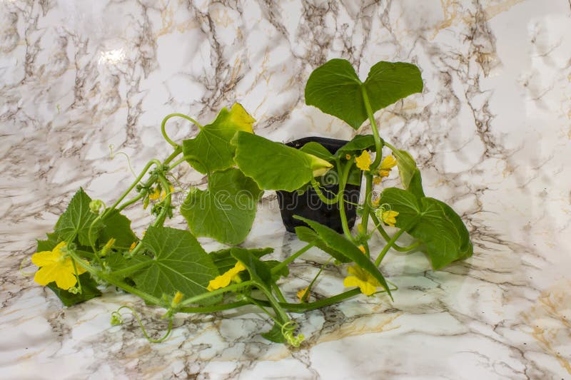 Early Spring in the Garden, Seedlings of Cucumbers in Pots Stock Photo ...