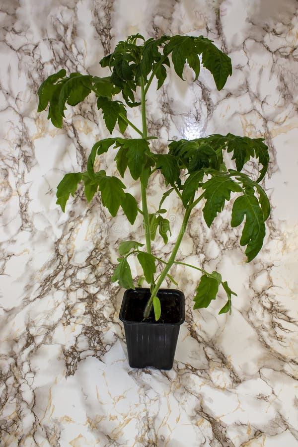 Early Spring in the Garden, Tomato Seedlings in Pots Stock Image ...