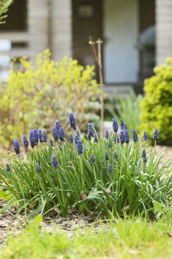 Early Spring Garden View with Group of Blue Muscari Stock Image - Image ...