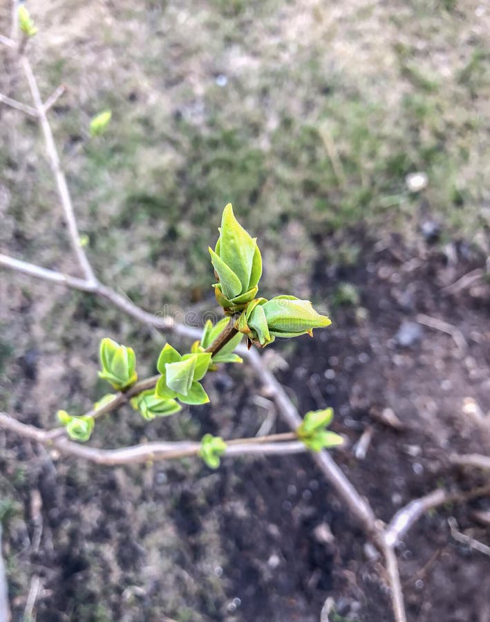 Early Spring in the Garden, Young Leaflets Bloom on the Branches of the ...