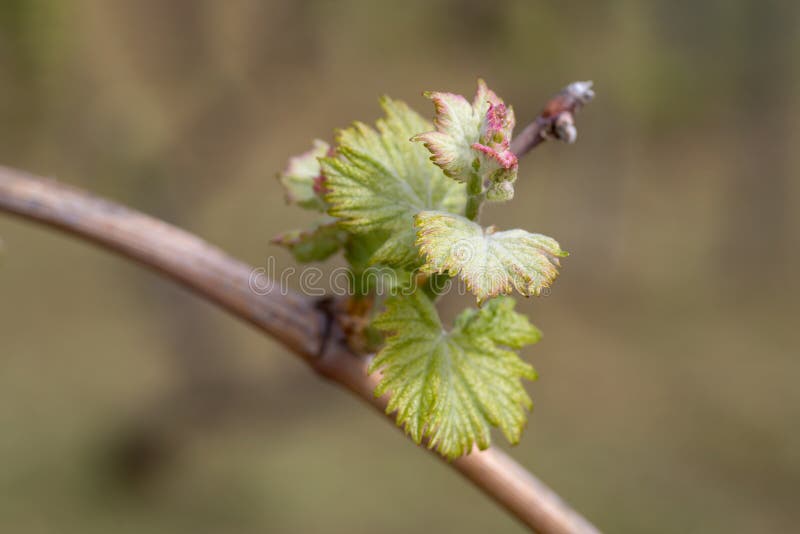 Early Spring Grape Vine Buds Stock Photo - Image of buds, organic ...