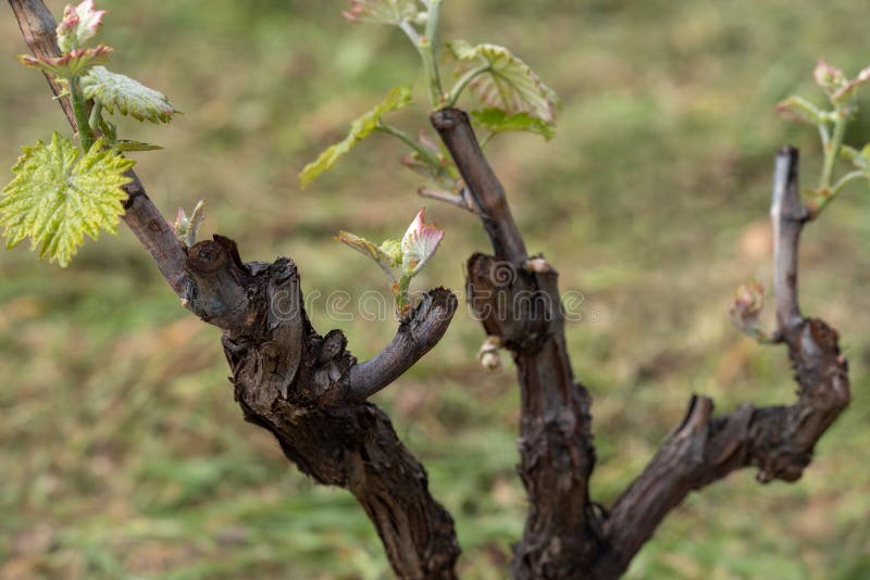 Early Spring Grape Vine Buds Stock Photo - Image of small, branch ...