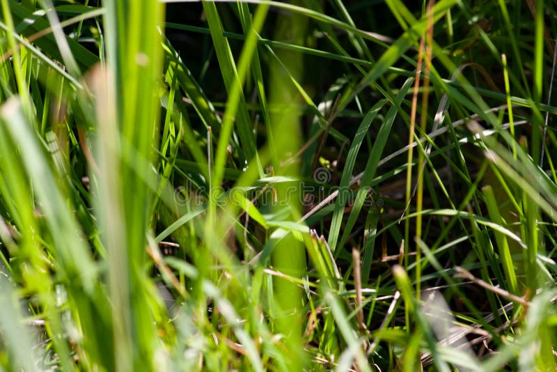 Spring Grass with Dry Stalks Stock Photo - Image of closeup, grass ...
