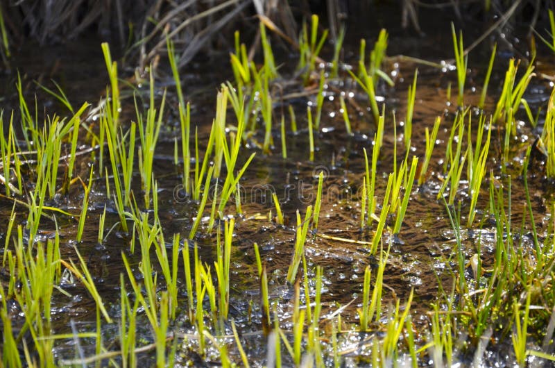 Early Spring Grass in Swamp Stock Photo - Image of nature, grass: 41097246