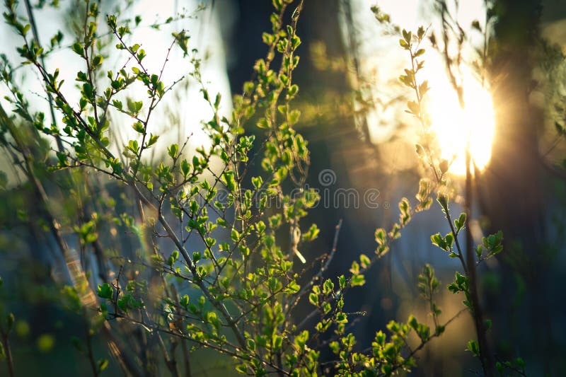 Early spring stock image. Image of foliage, growth, outdoors - 64563553