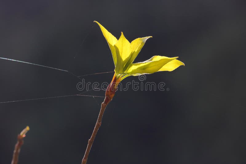 Early Spring Growth stock photo. Image of detail, garden - 324024728