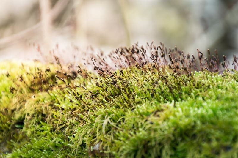 Early Spring stock photo. Image of nature, plants, tree - 91518988