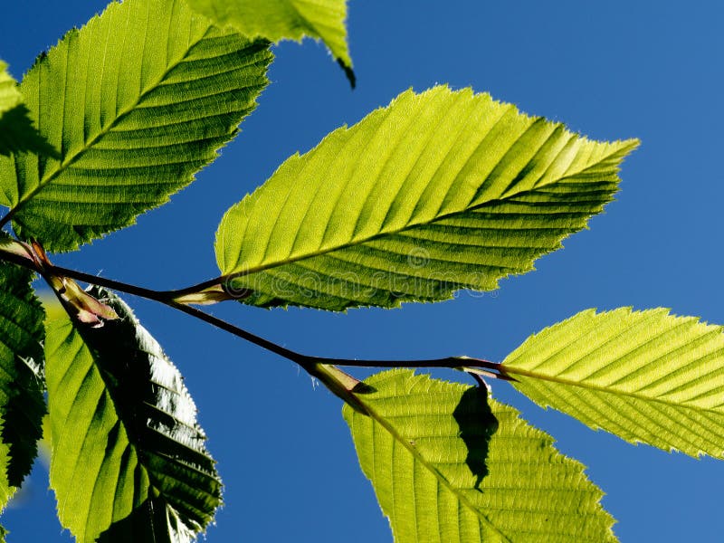 Early Spring Growth on a Tree with a Blue Sky Background Stock Photo ...
