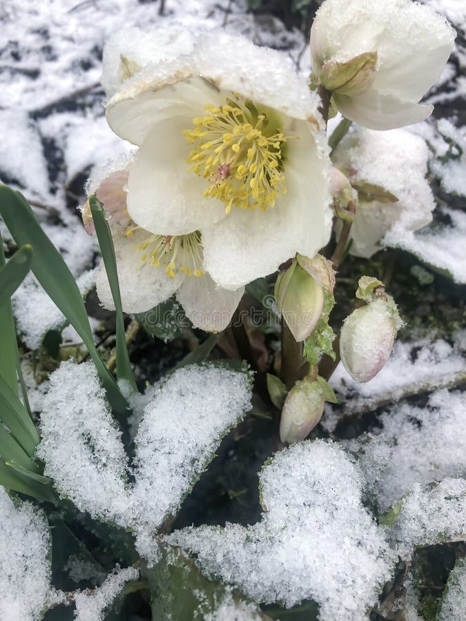 Hellebore Flower in the Snow Stock Image - Image of herbaceous, field ...