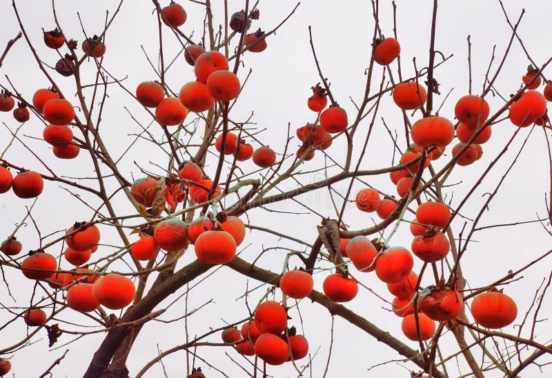 Jade Persimmon Stock Photos - Free & Royalty-Free Stock Photos from ...