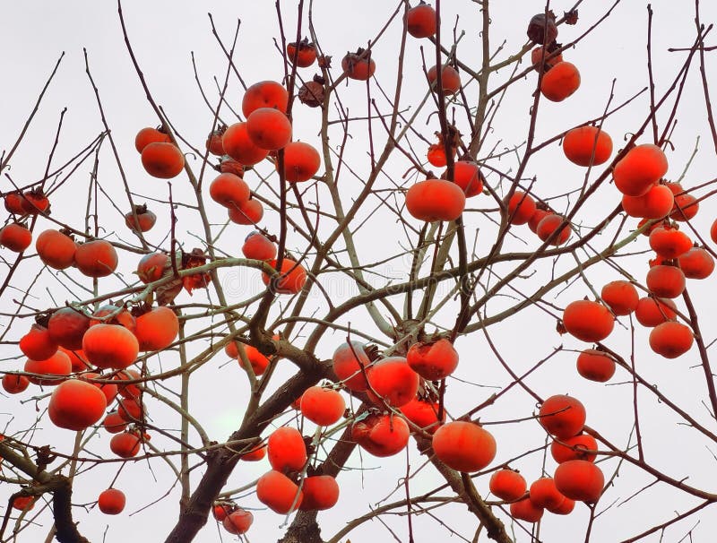 In the Early Spring Jade Persimmon, Mature, Good -looking, Red Stock ...