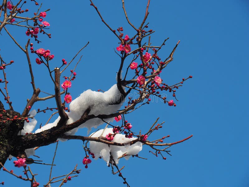 Early Spring in Japan stock photo. Image of trees, covered - 139556552