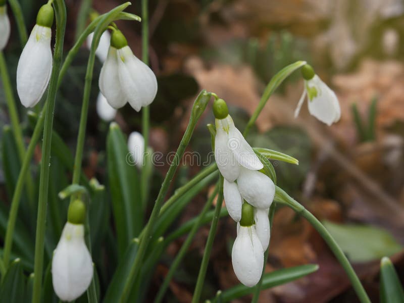 Early Spring Snowdrops Flowers Stock Photo - Image of kissing ...