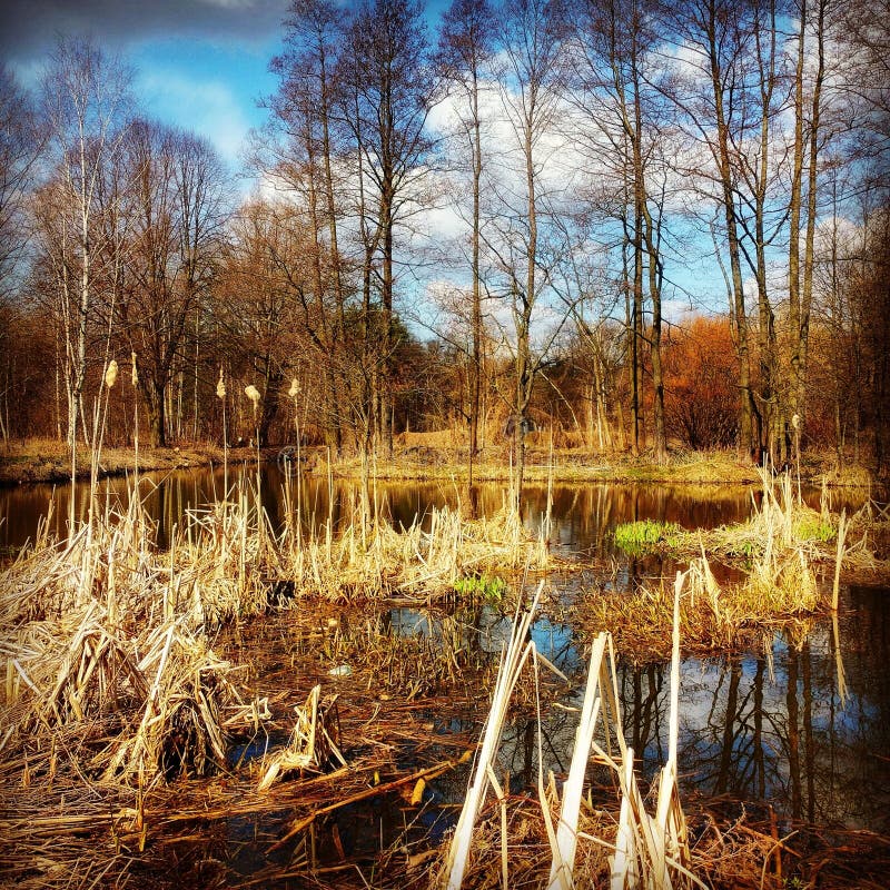 Early spring by the lake stock image. Image of water - 217725481