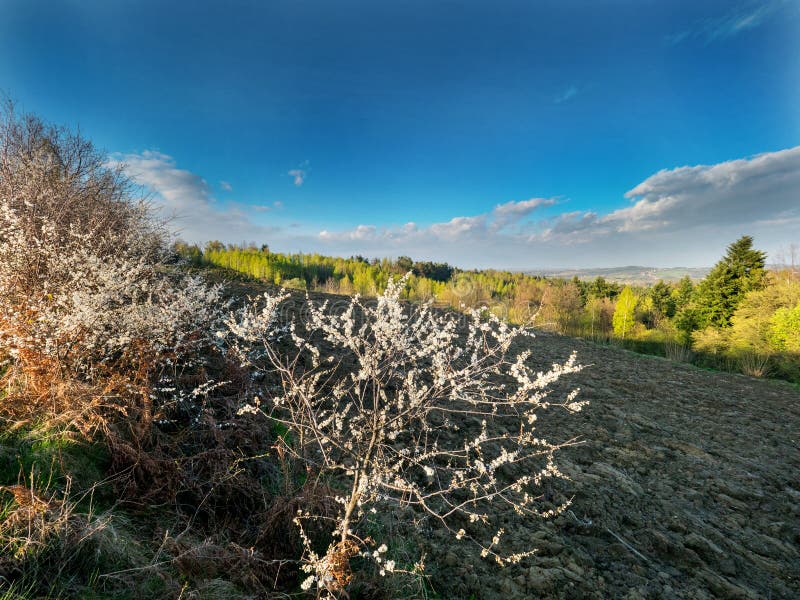 Early Spring Landscape with a Blossoming Wild Cherry at Sunset Stock ...