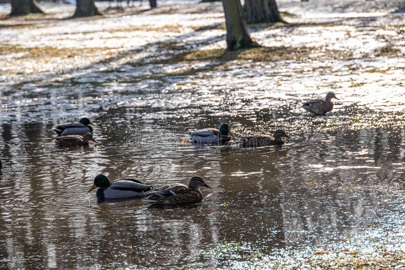 Early Spring Landscape with Ducks in the Park Swimming in a Puddle ...