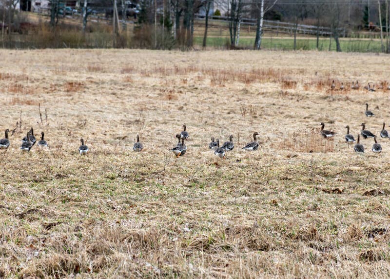 Spring Landscape with Fields and Geese on it, Bird Migration in Autumn ...