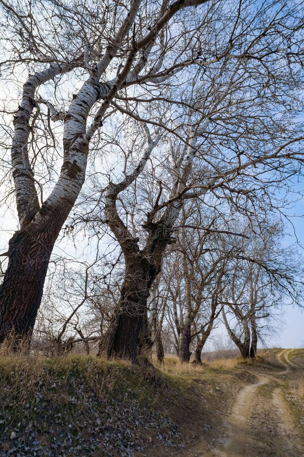 Early Spring Landscape, Forest Road, Old Trees, Dry Leaves and Grass ...