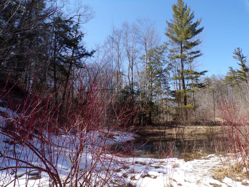Spring Landscape stock image. Image of nature, reflection - 273731709