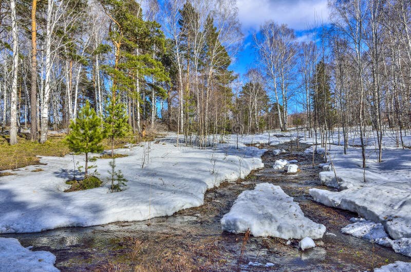 Early Spring Landscape in Forest with Melting Snow and Brook Stock ...