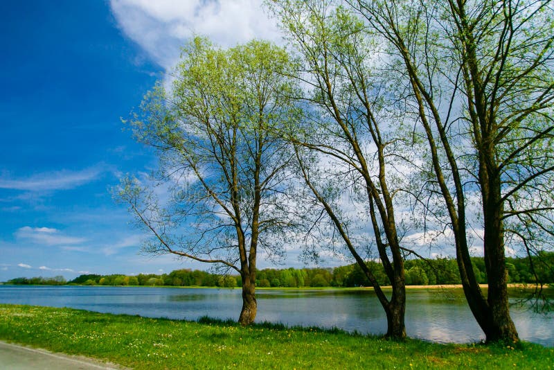 Early Spring. Green Trees in Park Under Blue Sky Stock Image - Image of ...