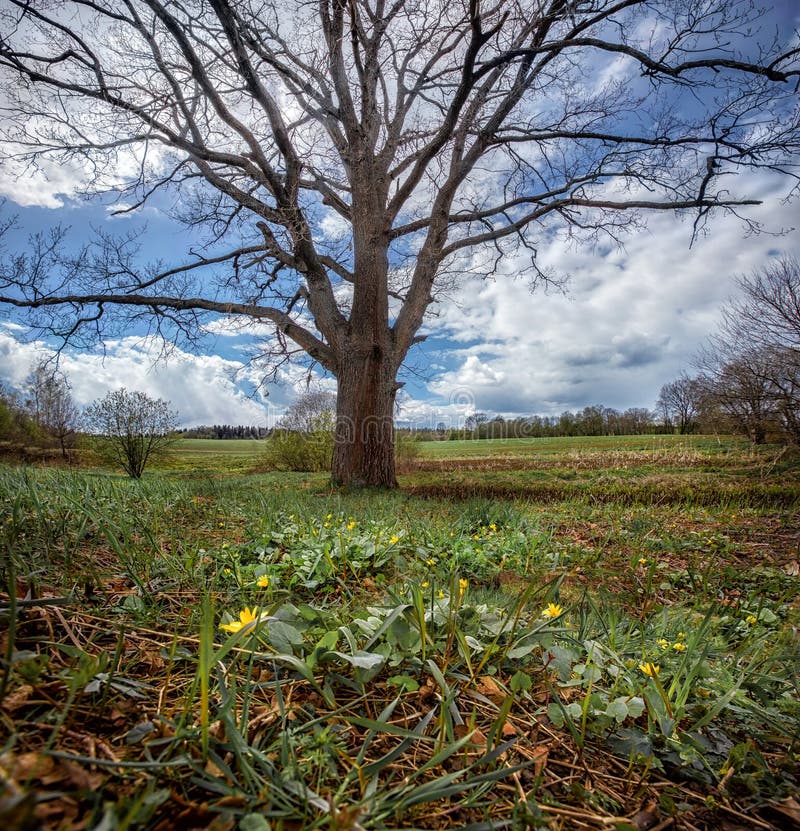 Early spring landscape stock image. Image of fresh, farming - 92861111