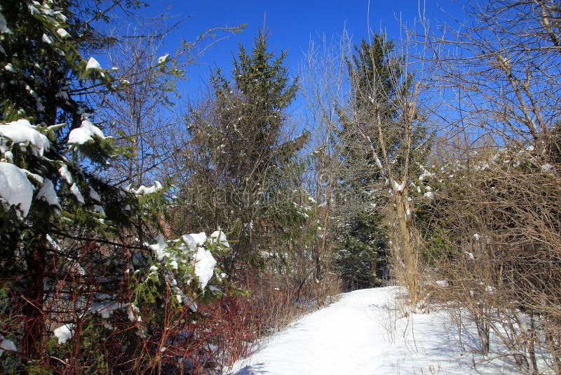 Spring Landscape stock photo. Image of forest, path - 312139728