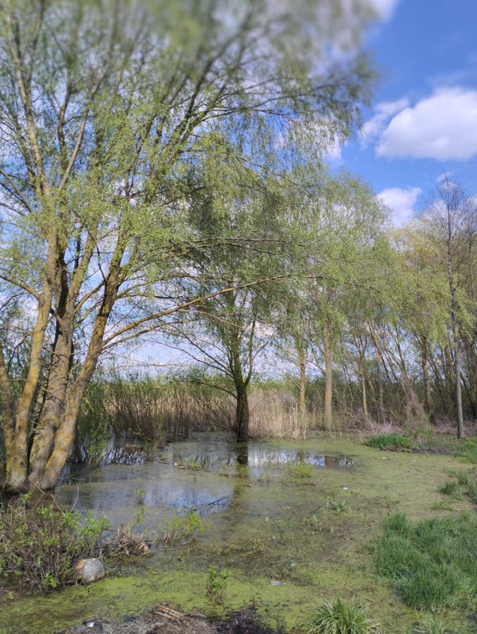 Early Spring Landscape, River Flood, Swamp Stock Photo - Image of boat ...
