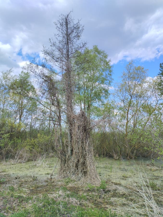 Early Spring Landscape, River Flood, Swamp Stock Photo - Image of ...