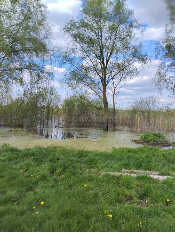 Early Spring Landscape, River Flood, Swamp Stock Photo - Image of swamp ...