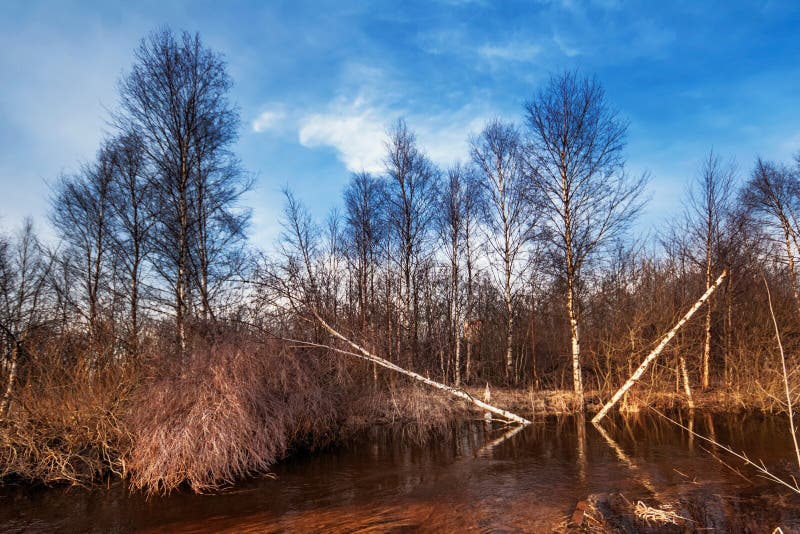 Early spring landscape stock photo. Image of grass, dawn - 51647842