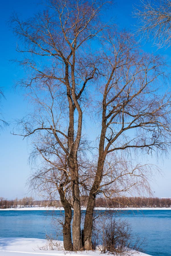 Early Spring Landscape on River. a Tree by the River Stock Image ...