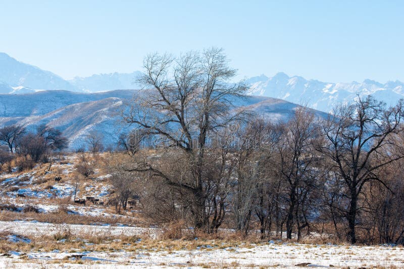 Early Spring stock image. Image of beautiful, calm, natural - 122721561