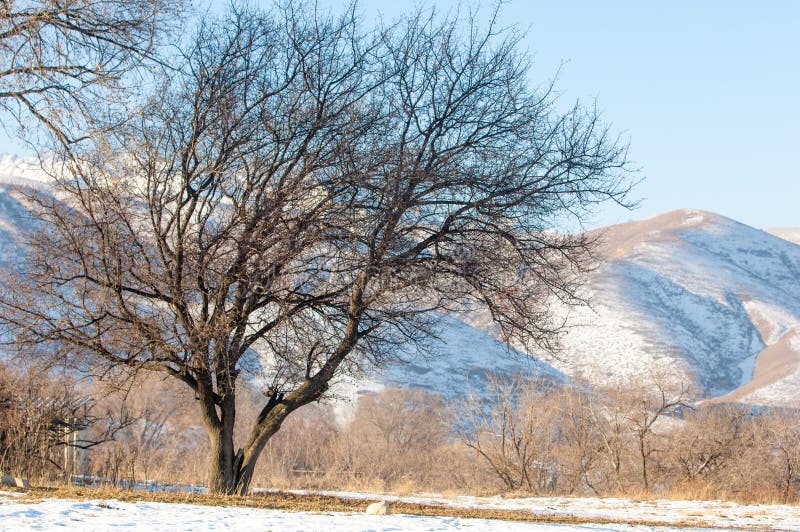Early Spring stock photo. Image of natural, early, calm - 122732672