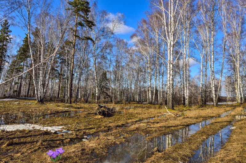 Early Spring Landscape in Birch Forest with Flowering Crocus Flowers ...