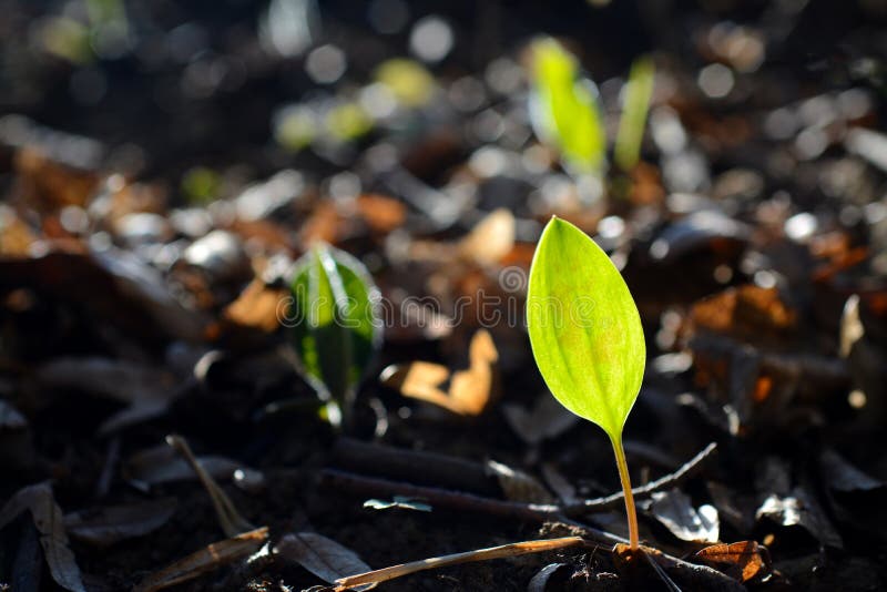 Early Spring leaves stock photo. Image of light, protection - 39303978