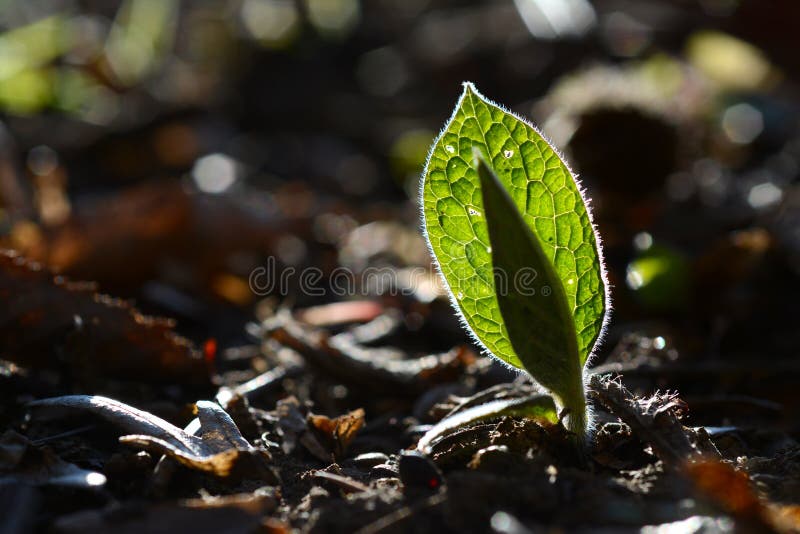 Early spring leaves stock photo. Image of spring, decorative - 39303984