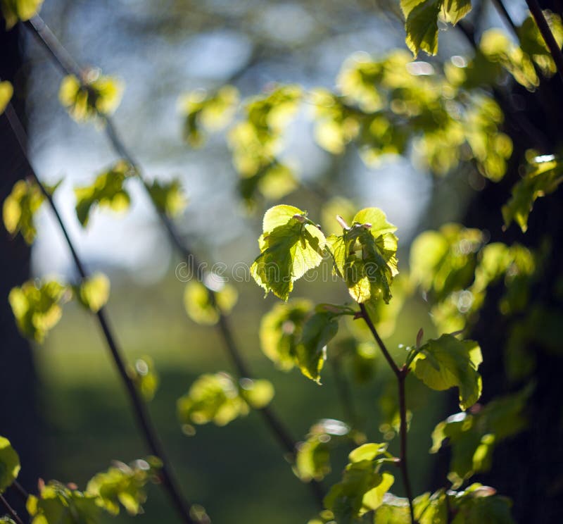 Early Spring Leaves on a Branch with a Blurred Background Stock Photo ...