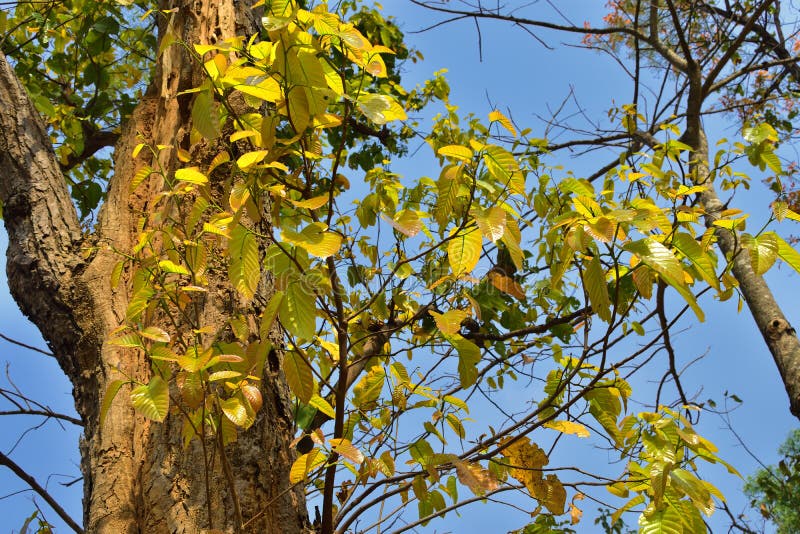 Early Spring Leaves Budding on Small Branch Stock Image - Image of ...
