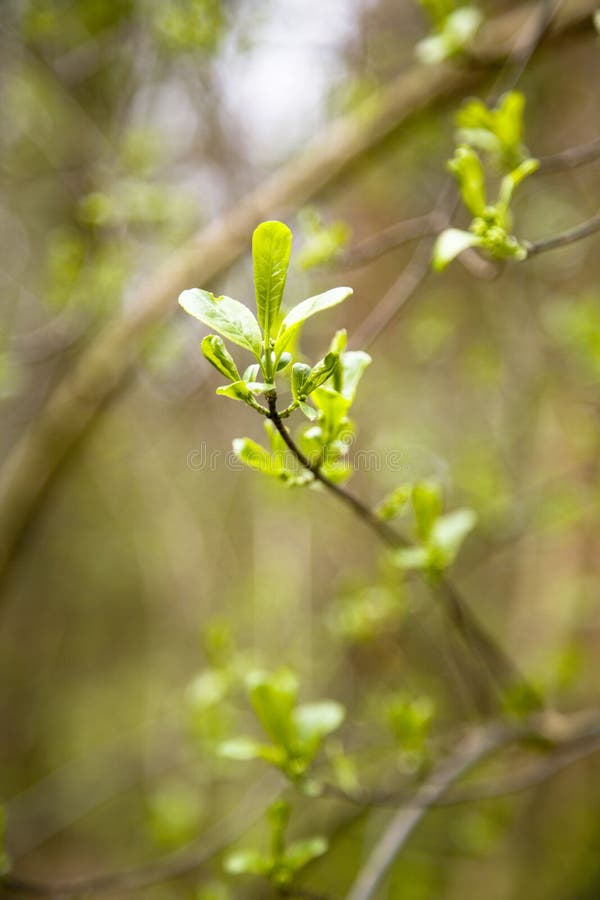 Early spring leaves stock image. Image of closeup, maple - 119073925