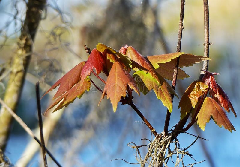 Early spring leaves stock image. Image of life, branches - 68763891