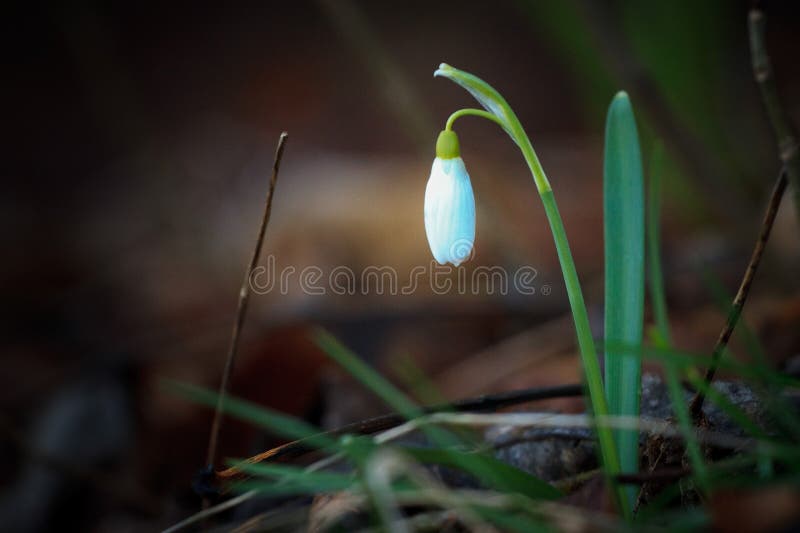 Early spring stock photo. Image of flower, galanthus - 43118738