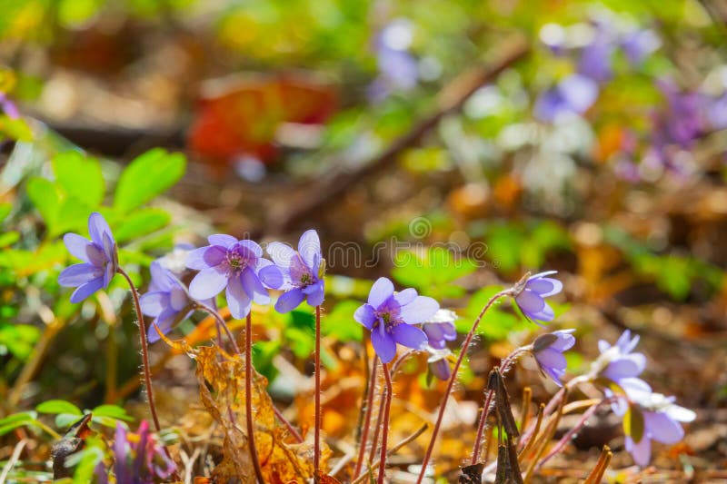 Early Spring Liverwort Flowers Stock Image - Image of blossoming, blue ...