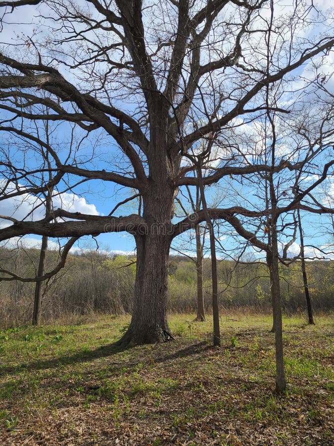 Early Spring Lone Tree, Barton Nature Area, Ann Arbor, Michigan Stock ...