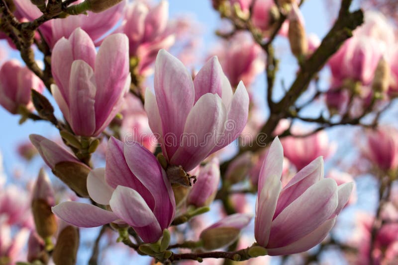 Early Spring Magnolia stock image. Image of plants, rosa - 115390943