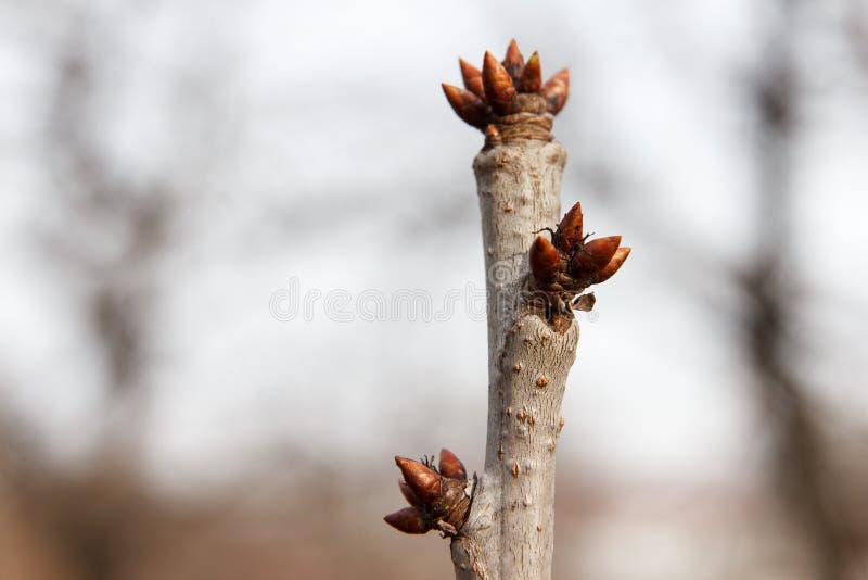 Early Spring, Many Buds Begin To Swell and Bloom on Fruit Trees Stock ...